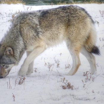 Kwadacha Nation - Kaska Dena Council